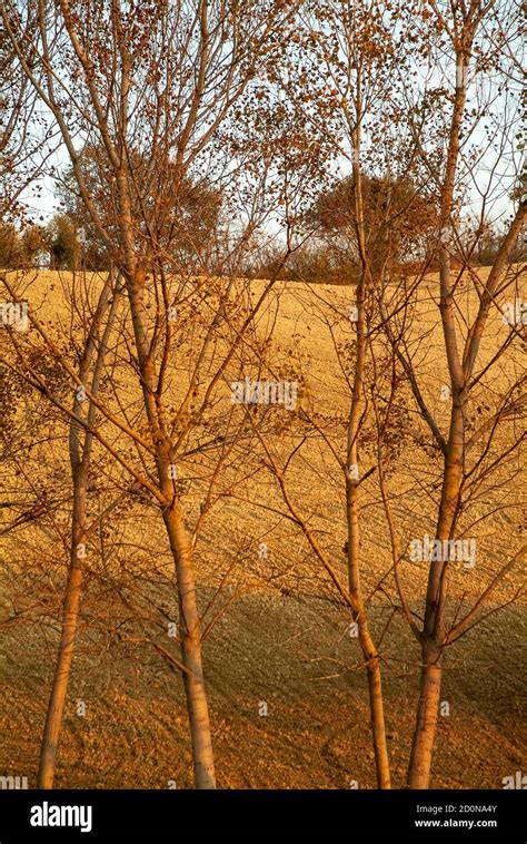 Autumn Season Trees That Are Losing Their Leaves Stock Photo Alamy