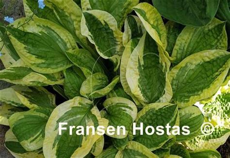Hosta Lakeside Dimpled Darling Mini New 2024 2051