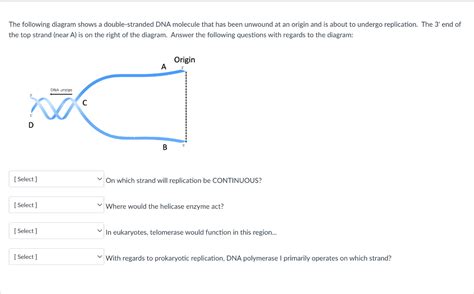 Solved The Following Diagram Shows A Double Stranded DNA Chegg