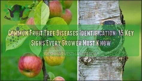 Common Fruit Tree Diseases Identification 15 Key Signs Every Grower