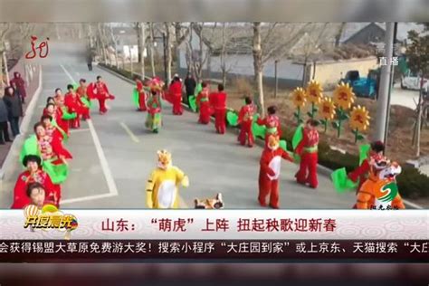 山东萌虎上阵 扭起秧歌迎新春 萌虎 秧歌 山东