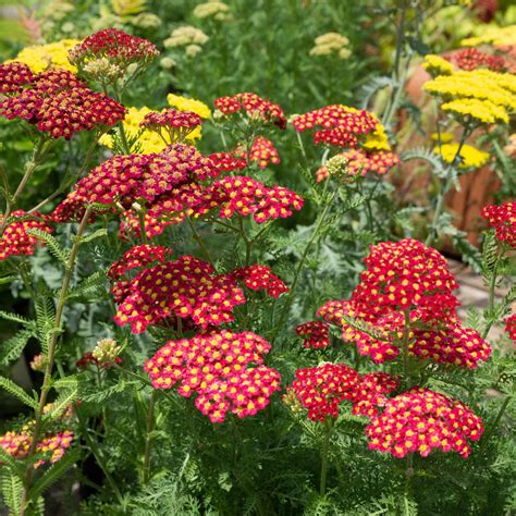 Red Yarrow Seeds Flower Seeds In Packets And Bulk Eden Brothers