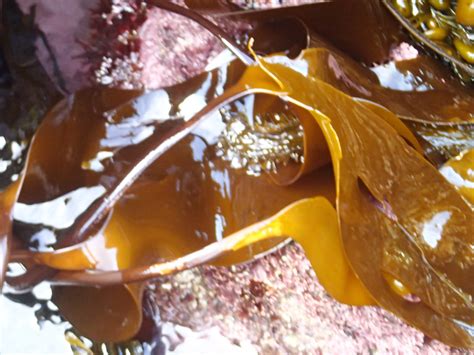 Lamina De Laminaria Nereocystis Luetkeana Bullentang