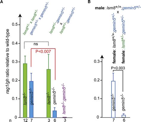 Epistasis Between Lsm8 And Gemin5 Mutations Related To Figure S4 Download Scientific Diagram