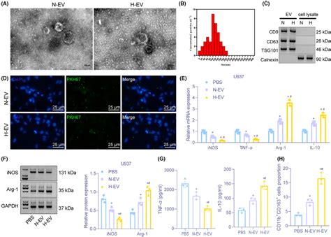 Hypoxic Glioma Cell‐derived Evs Promote M2 Macrophage Polarization A Download Scientific