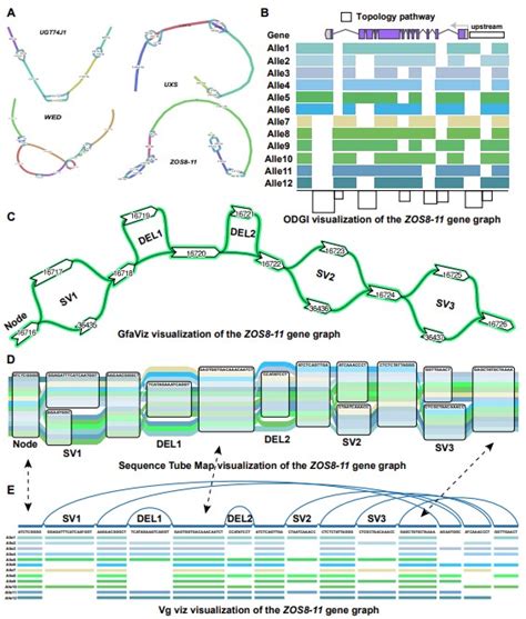 生物信息团队在jxb发表综述总结植物图形泛基因组带来的挑战和机遇 亚热带农业生物资源保护与利用国家重点实验室
