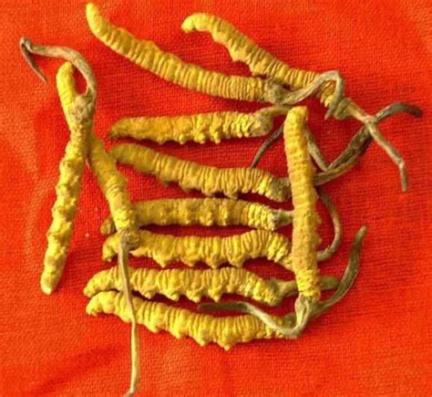 Хорхой өвсний ач тус