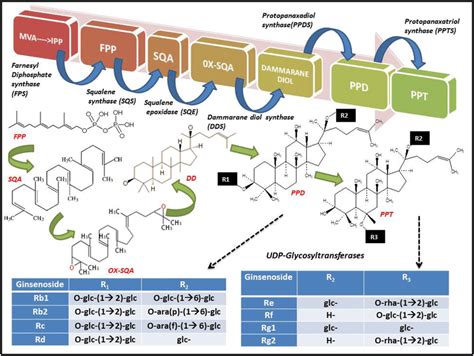 Sequential Biochemical Steps Involved In The Biosynthesis Of
