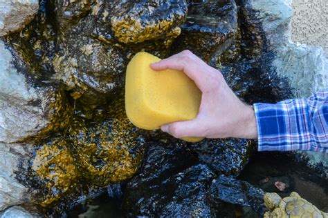 How To Keep Algae Out Of A Fountain At Harry Alvarenga Blog