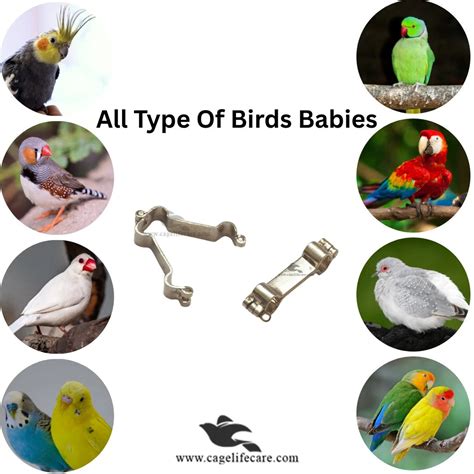 Stainless Steel Bird Leg Hobble Prevent And Correct Splay Legs Cage