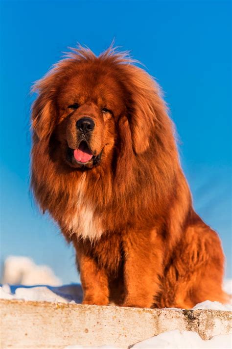 Cães Gigantes As 10 Maiores Raças Do Mundo