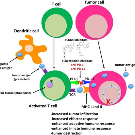 Cdk4 Regulation Activation And Inhibition During Cell Cycle Download Scientific Diagram