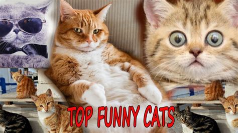 Funny Cats 2019 Kitten Cat Play Top 20 Highlights Of Cats Videos