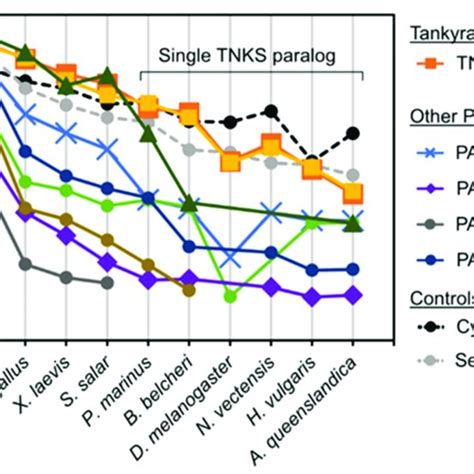 Sequence Conservation Of Tankyrases And Representative Parp Proteins Download Scientific