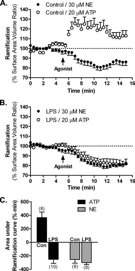 Control Of Microglial Process Dynamics By Adrenergic Receptors In