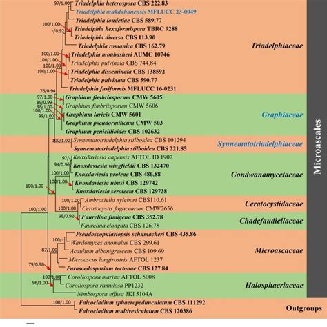 Phylogram Generated From Maximum Likelihood Analysis Based On Combined
