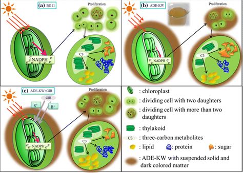 A Simplified Scheme Showing Cell Division And Lipid Biosynthesis In