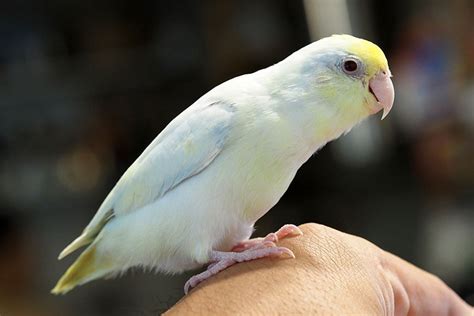Sex And Your Pet Bird Behavioural Changes During Bird Puberty