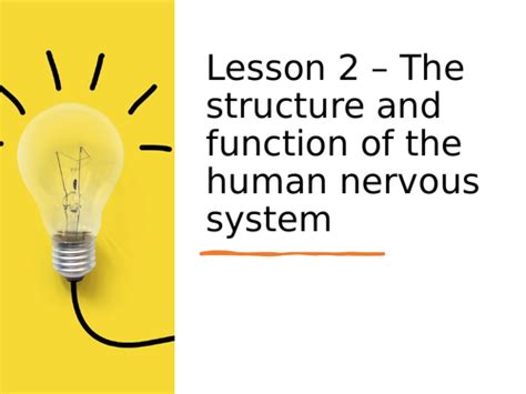 Aqa Gcse Biology 9 1 B10 2 The Structure And Function Of The Human Nervous System Rp Full