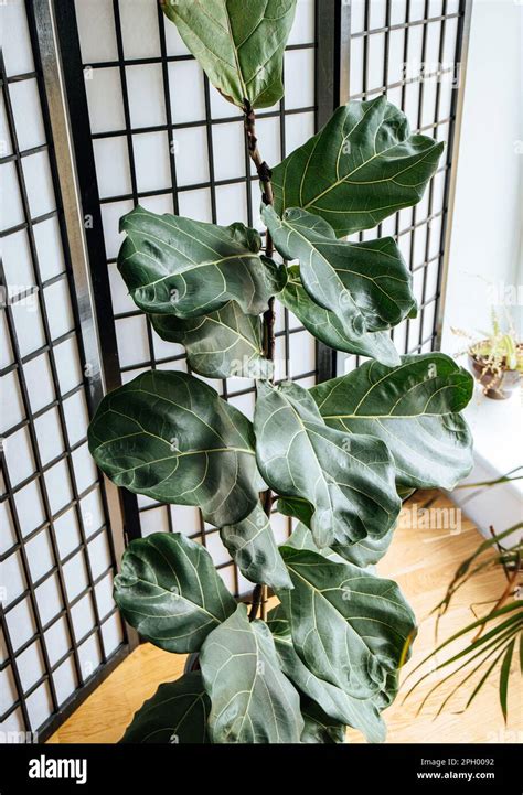 Natural House Plant The Fiddle Leaf Fig Tree Ficus Lyrata Growing In Home Living Room Stock