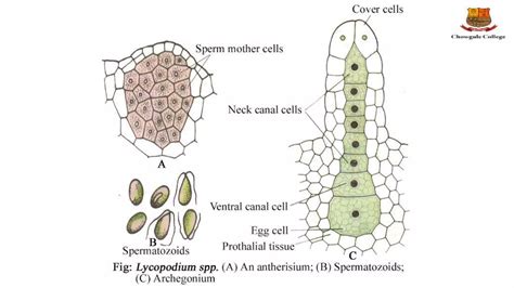 Structure Reproduction Life History And Systematic Position Of