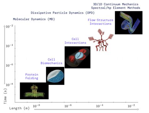 A Cascade Of Spatial And Temporal Scales Governing Key Biophysical Download Scientific Diagram