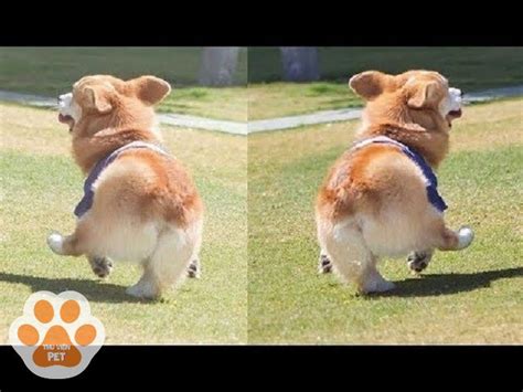 Chó Đít Hình Trái Tim Tình Yêu Chó Của Bạn Đang Nói Gì
