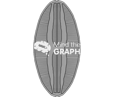 Navicula Lyra Diatom