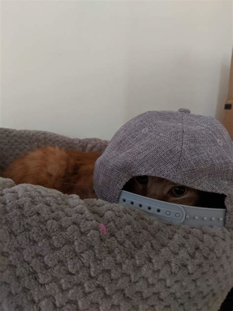 Hidden Kitty Scrolller