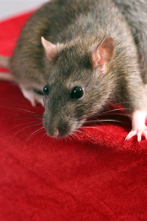 Rats Welcome To Your Pet Space