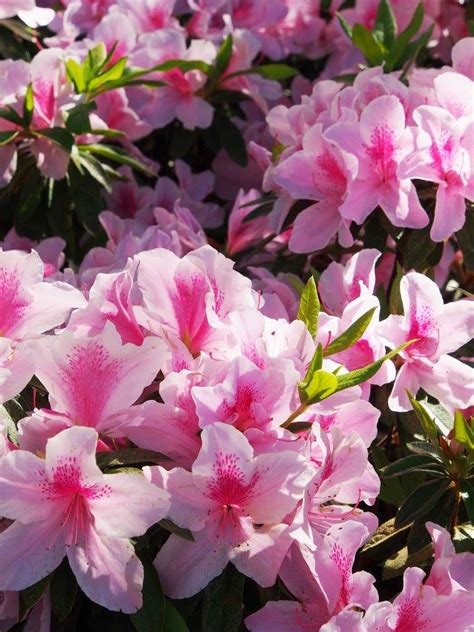 Azaleas – Camellia Grove Nursery