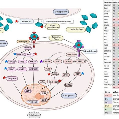 Pathways Leading To Eiger Grndwgn Mediated Signaling Collated From Download Scientific Diagram