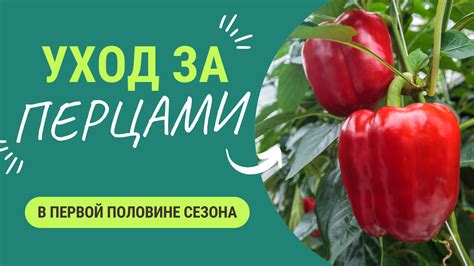 Чем удобрять как поливать и как ухаживать за перцем в первой половине сезона смотреть видео