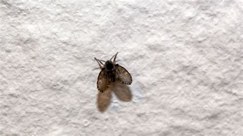 Tiny Black Bugs In Bathroom With Wings