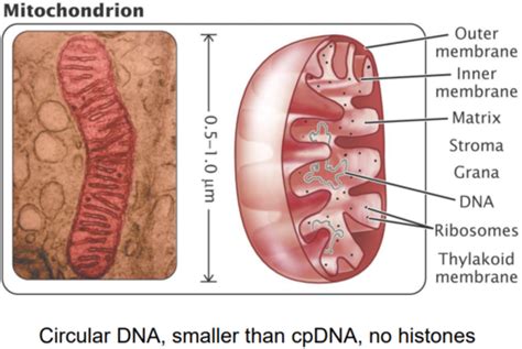 Gen 3020 Extranuclear Inheritance Flashcards Quizlet
