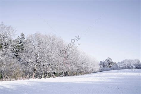 겨울 풍경 사진에서 푸른 하늘과 언덕에 눈 덮인 나무 사진 무료 다운로드 Lovepik