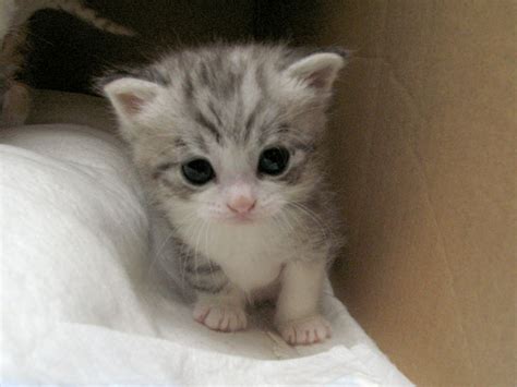 [공유] 정말 귀여운 아기 고양이 사진모음 네이버 블로그