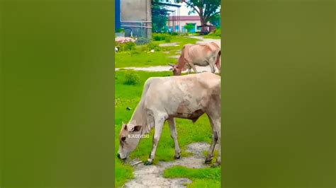 Jaihunmantonaam Leyja Youtub Looksjaidevsingh Youtube