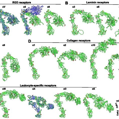 Alphafold2 Structures Of 8 Human β Integrins The Alphafold2 Structures Download Scientific
