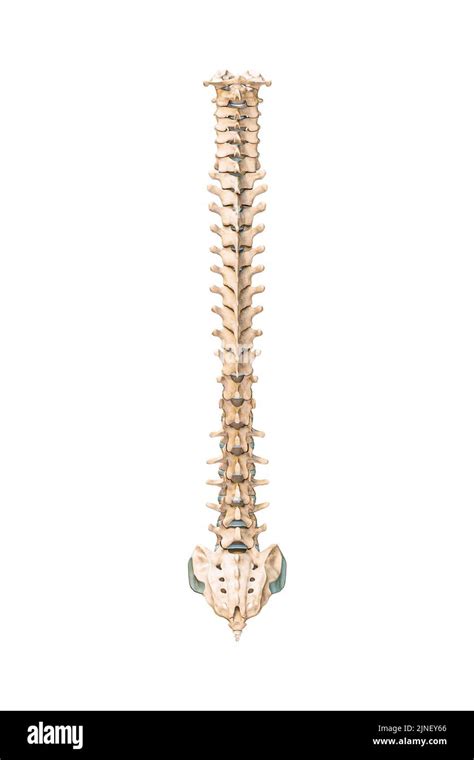 Clipart Spine