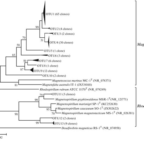 phylogenetic tree constructed based on the 16s rrna gene sequences