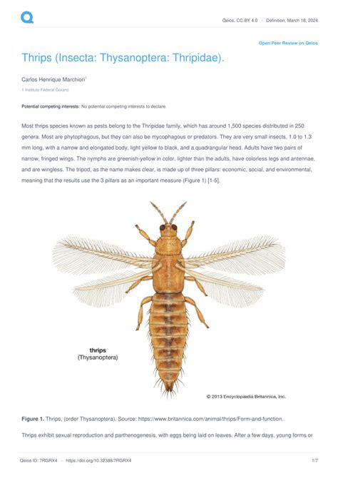 Pdf Thrips Insecta Thysanoptera Thripidae