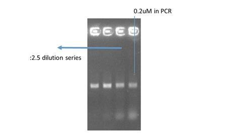 What Is The Simplest Way To Get Rid Of Primer Dimers In Pcr Researchgate