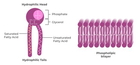 Difference Between Lipids And Fats Geeksforgeeks