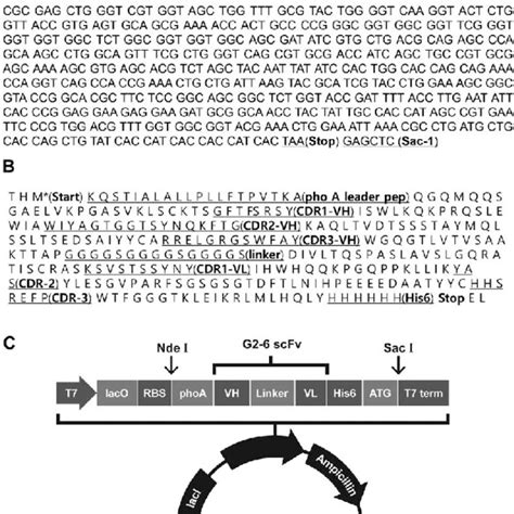 Dna A And Amino Acid B Sequences Of Codon Optimized G2 6 Scfv And