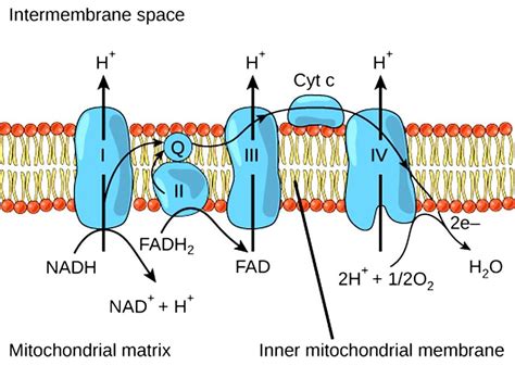Oxidative Phosphorylation Simple