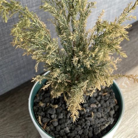 How Do I Cure Hinoki Cypress Root Rot