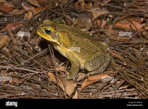 Cane Toad Bufo Marinus Adult Introduced Pest Species Lichfield National Park Northern