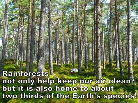 Slogan On Tree SloganUpdate