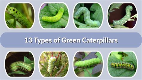 13 Types Of Green Caterpillars Identification And Pictures